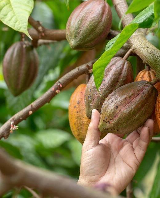 FAQs - Agro Cocoa Trade